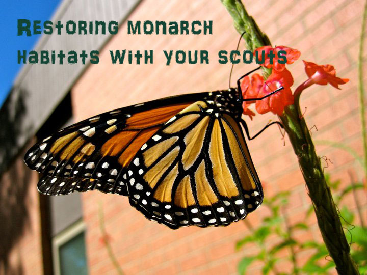 Monarch butterfly garden: Getting our hands dirty to save the ...