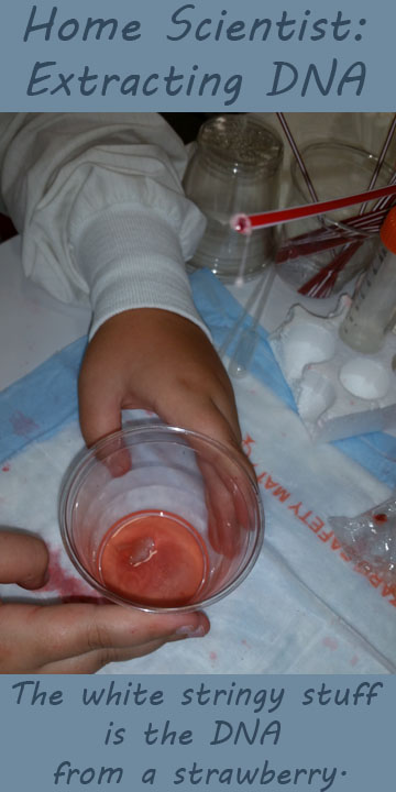 Scout Science: Extracting DNA from a Strawberry – Use Resources Wisely
