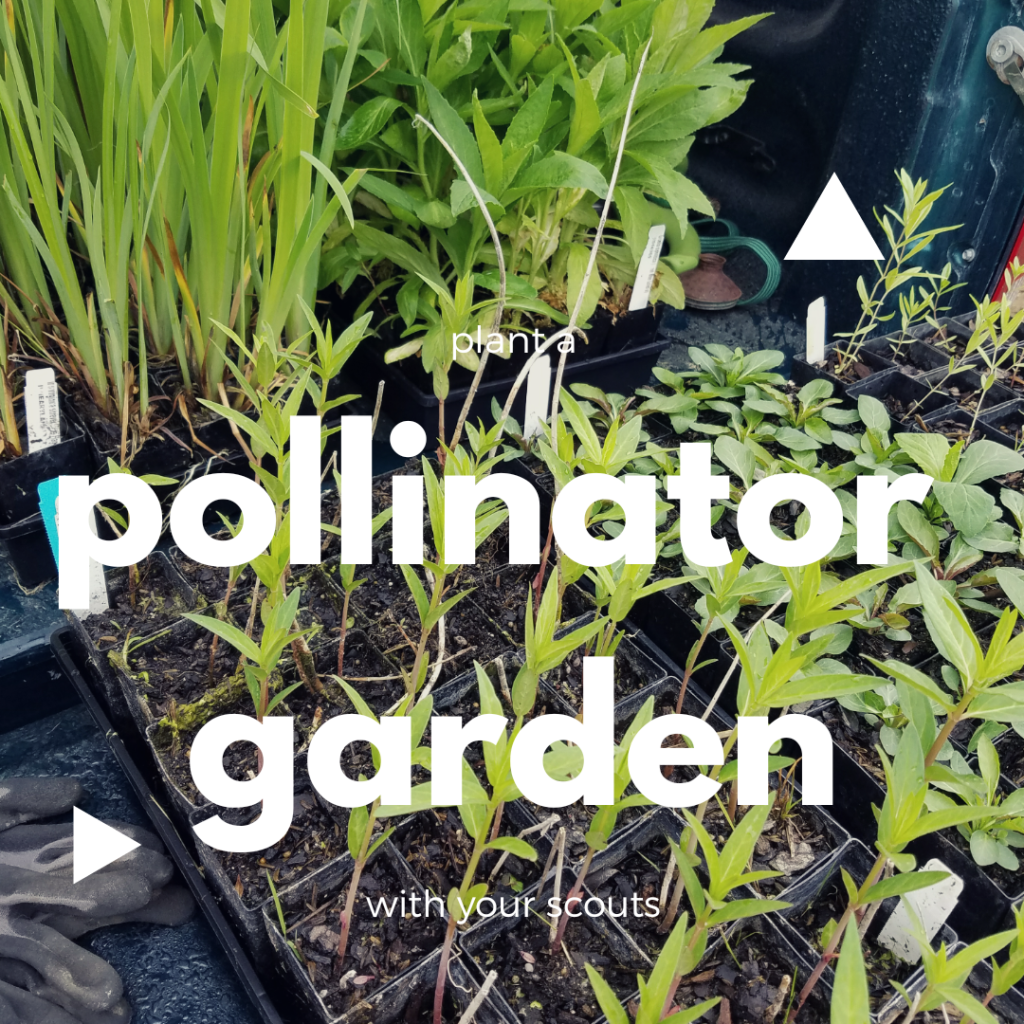 Celebrating Pollinator Week: 10 Ways Kids Can Help Bats, Bees, Beetles ...